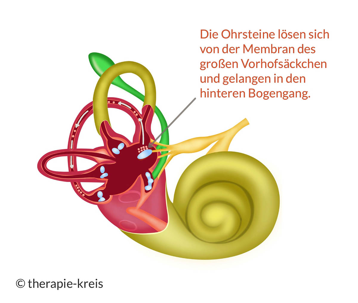 Alles Wissenswerte zum Thema Schwindel